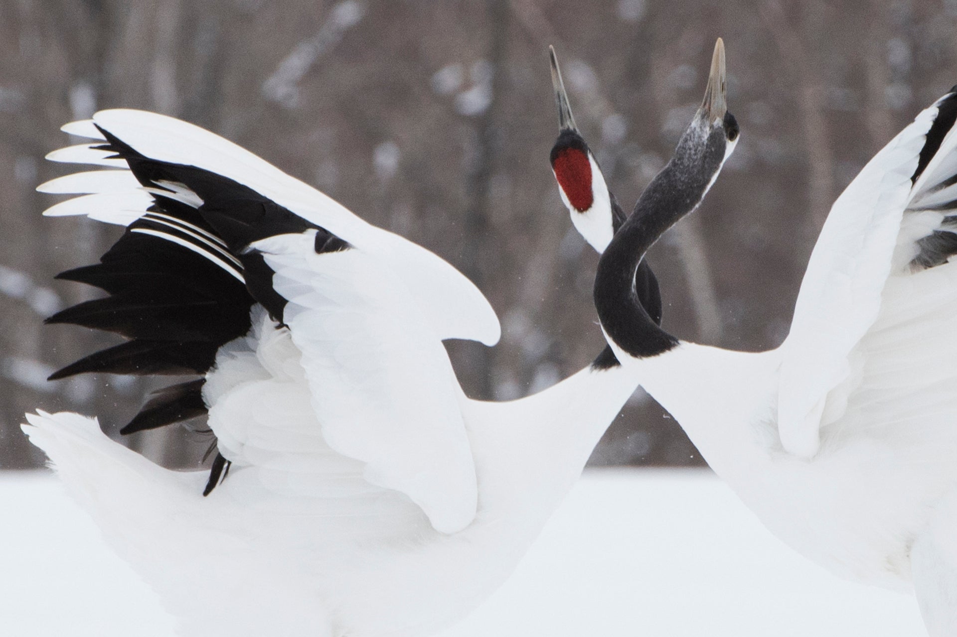 White – Michael Chen Photography