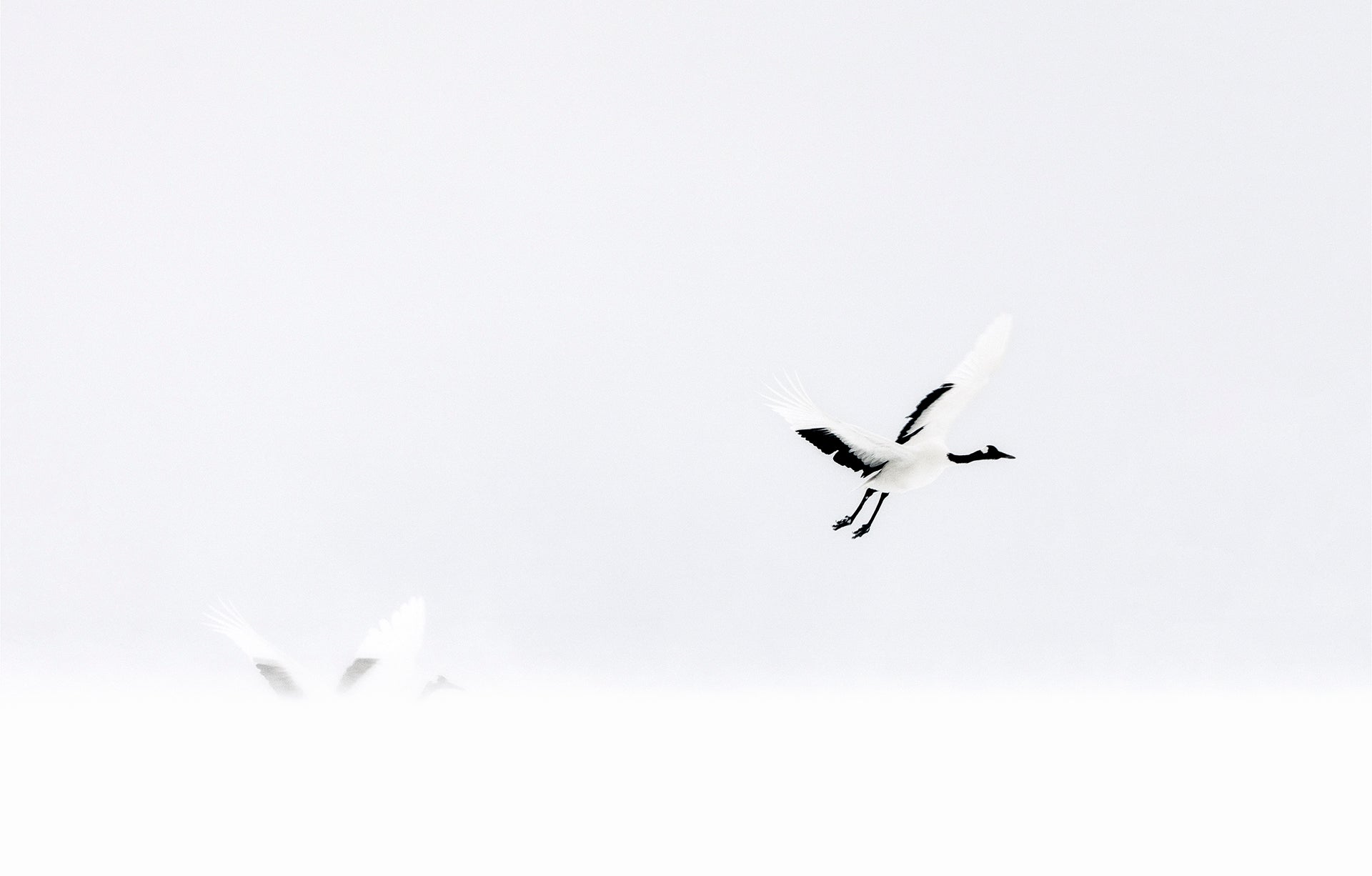 Dancing In The Wind - Hokkaido - Japan – Michael Chen Photography